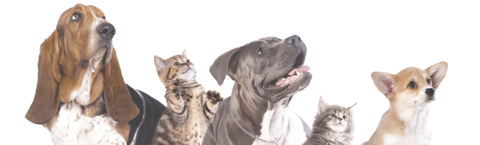 Our Sponsors | Safe Pets Safe Families